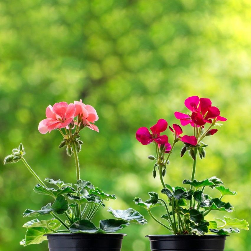 Are Geraniums Poisonous To Dogs And Cats
