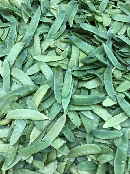 Garden Pea Scientific Classification | Fasci Garden