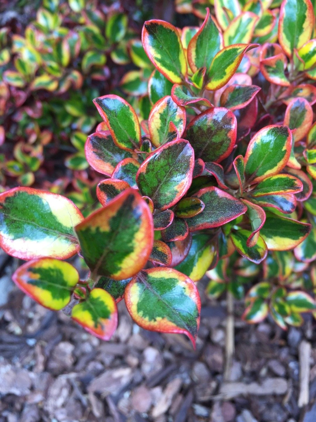 Tequila Sunrise Plant