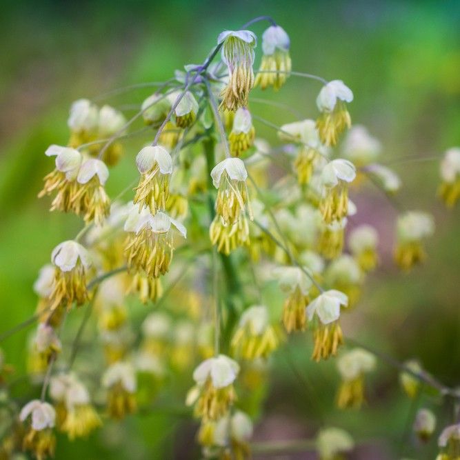Meadow Rue Plant Varieties