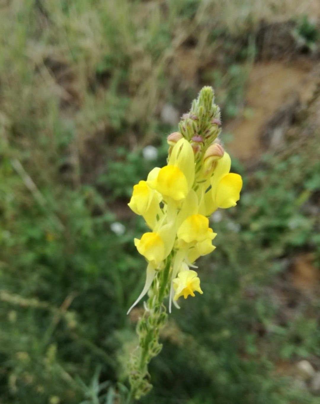 Wild Snapdragon Plant