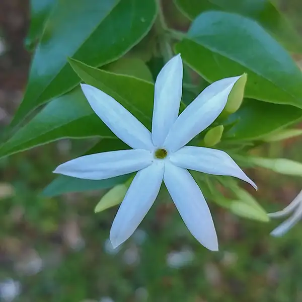 Jasmine Varieties: 14 Different Types Of Jasmine, 44% OFF