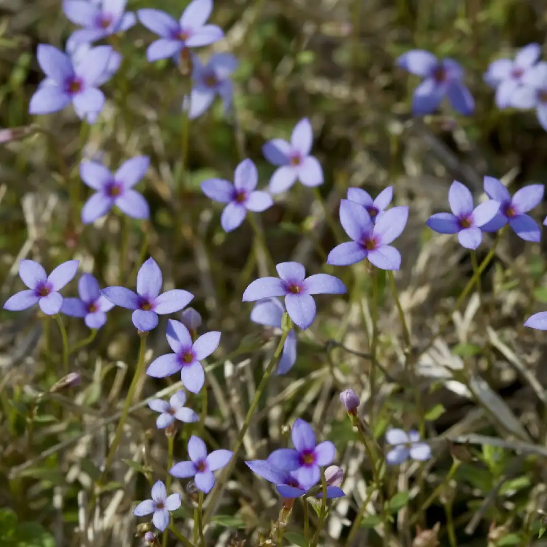 Bluets Flower Facts | Best Flower Site