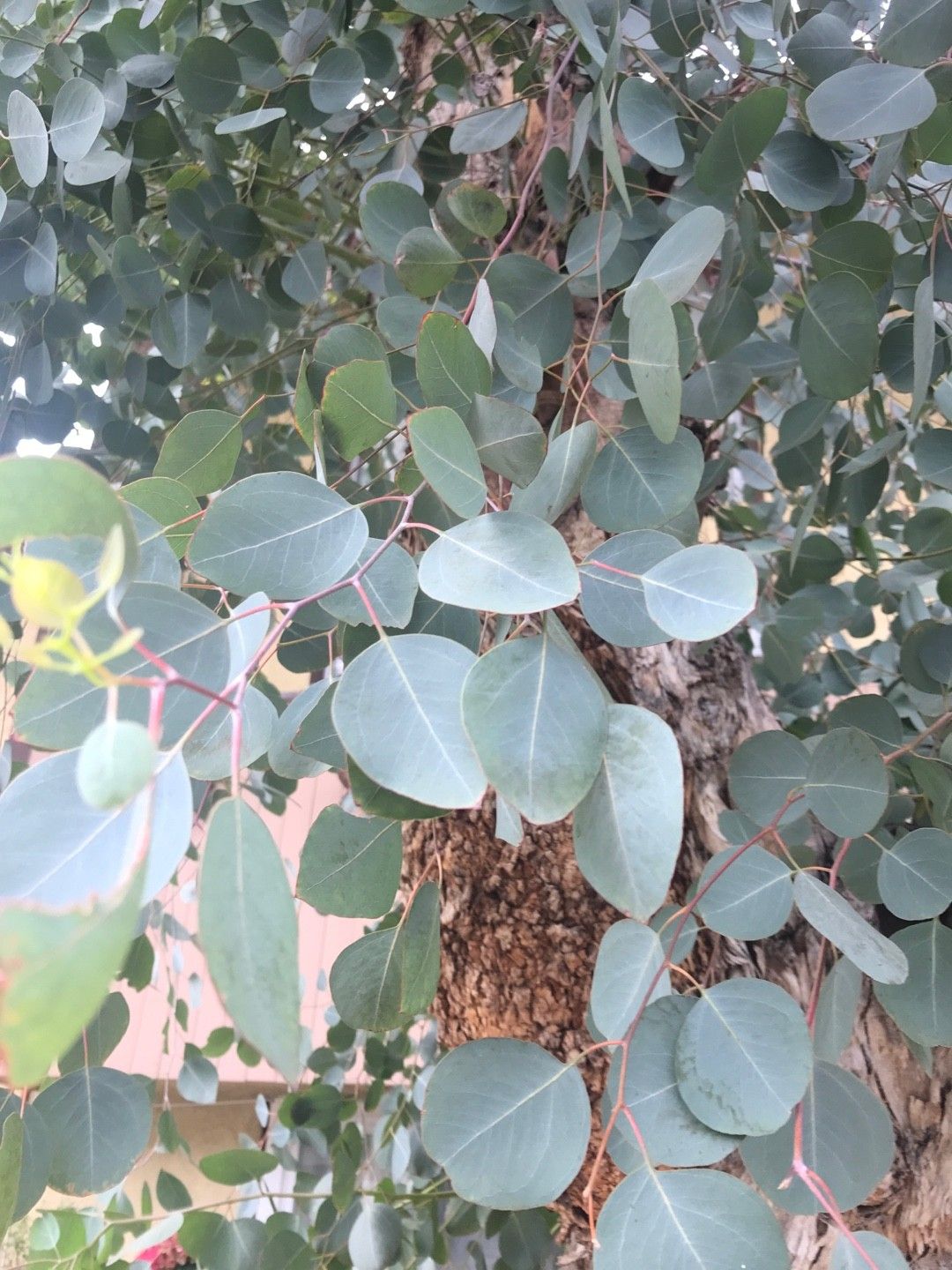 Eucalyptus Polyanthemos