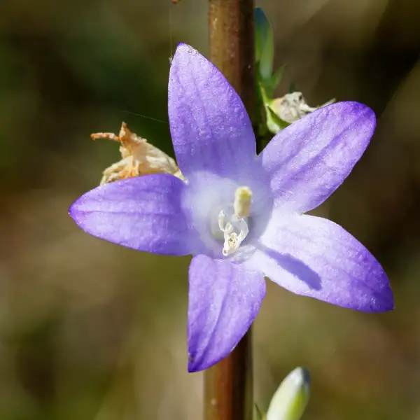 Blue Bell Flower Australia | Best Flower Site
