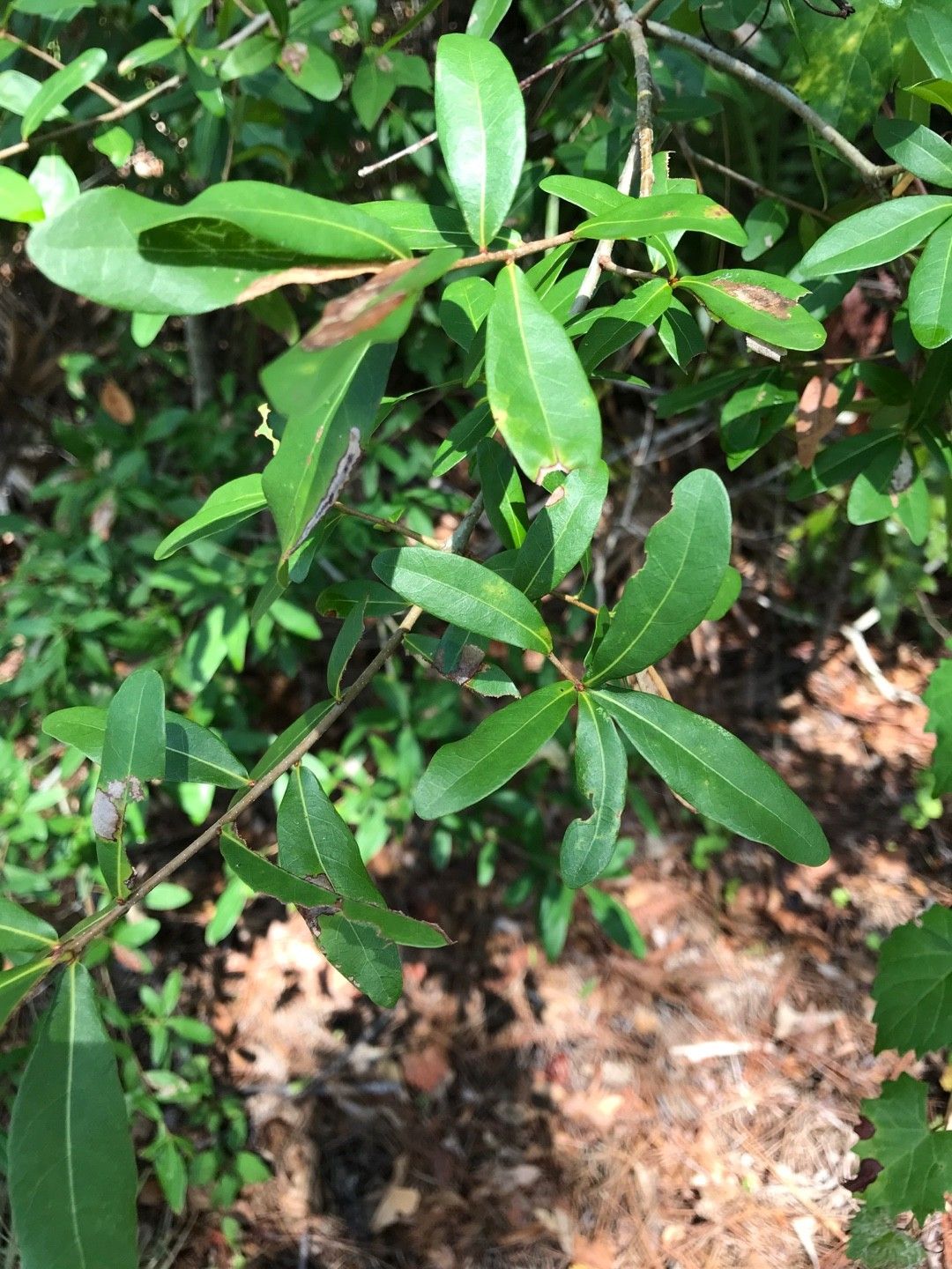 Quercus Laurifolia Tree